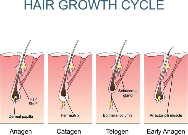 Will Coloring My Hair Make It Fall Out? | Total Dermatology Will Coloring My Hair Make It Fall Out? | Total Dermatology